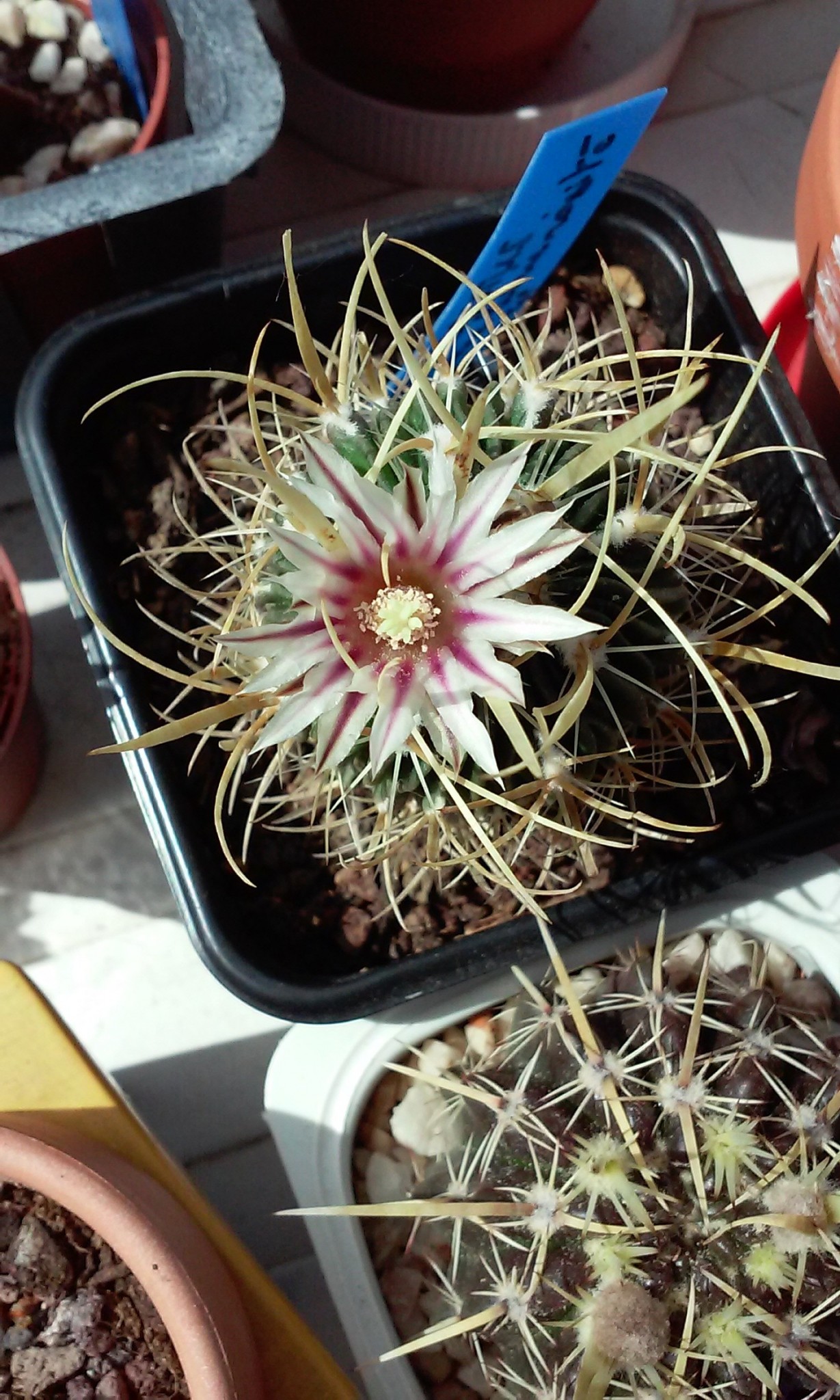Echinofossulocactus sp1 - Le petit blog de Mamina