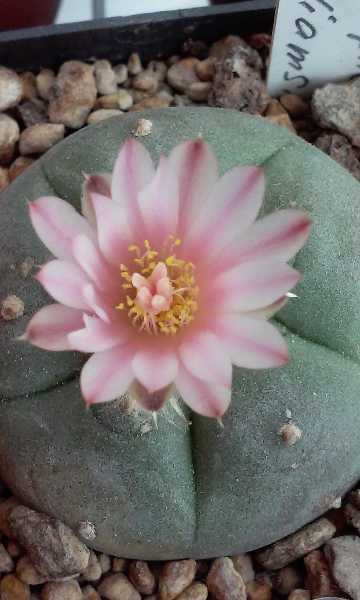 Lophophora williamsii - Le petit blog de Mamina