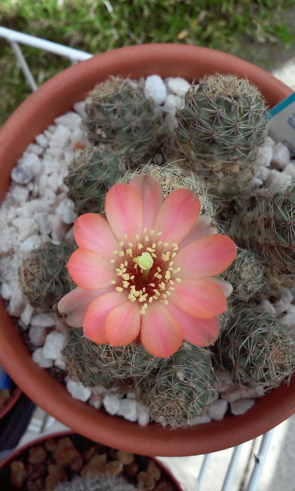 Rebutia pygmaea - Le petit blog de Mamina