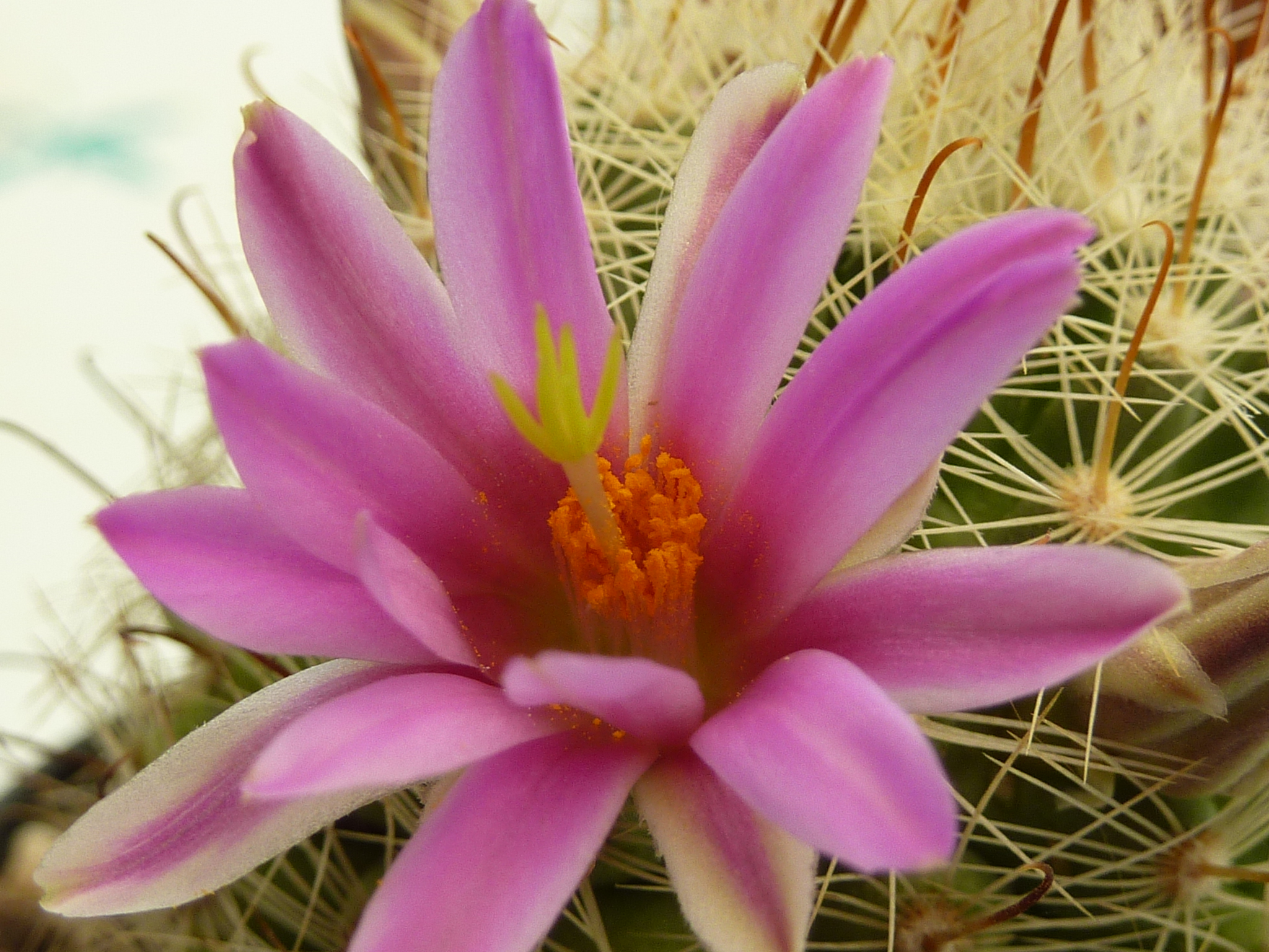 Mammillaria booli - Le petit blog de Mamina