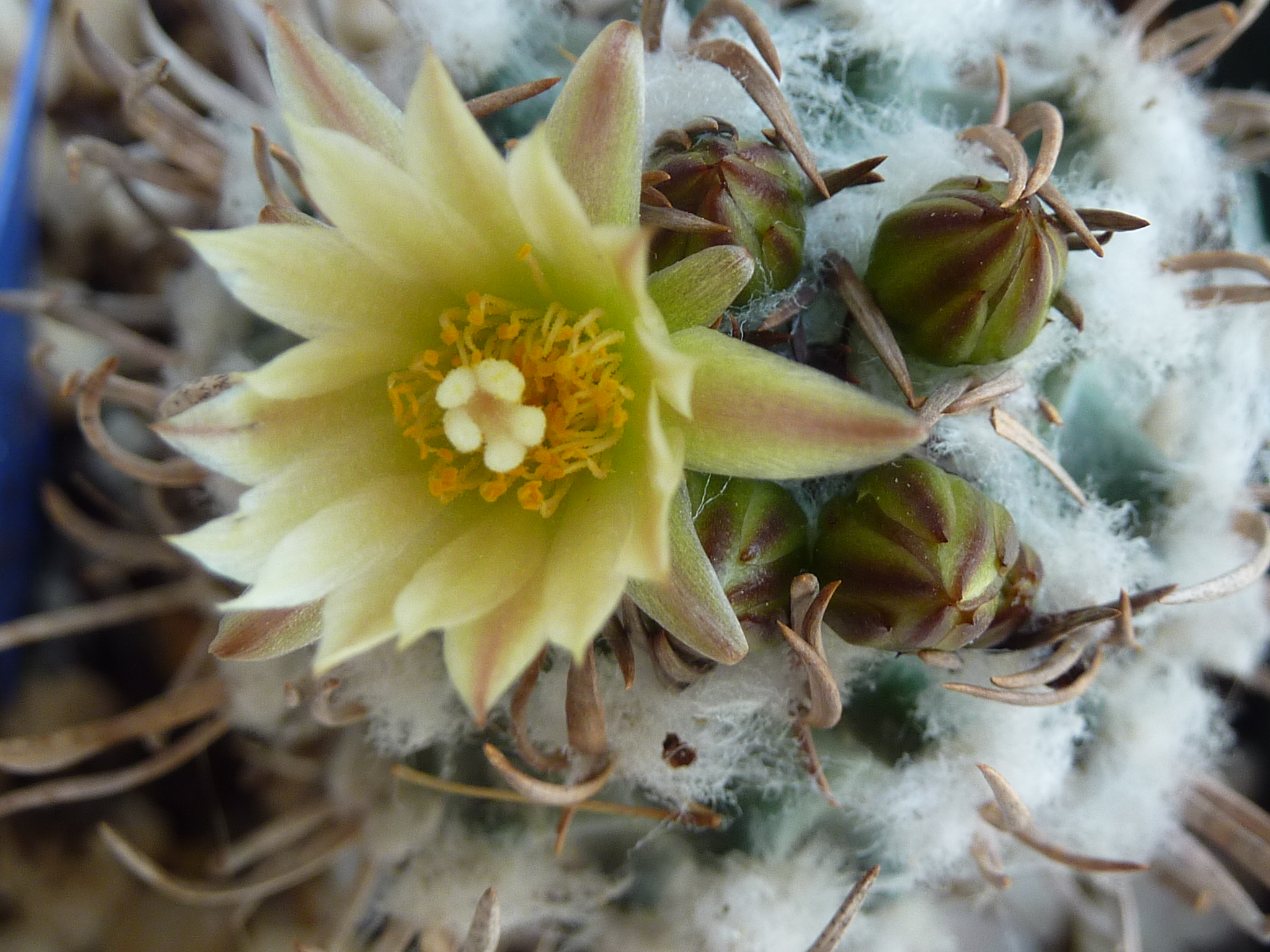 Turbinicarpus flaviflorus - Le petit blog de Mamina