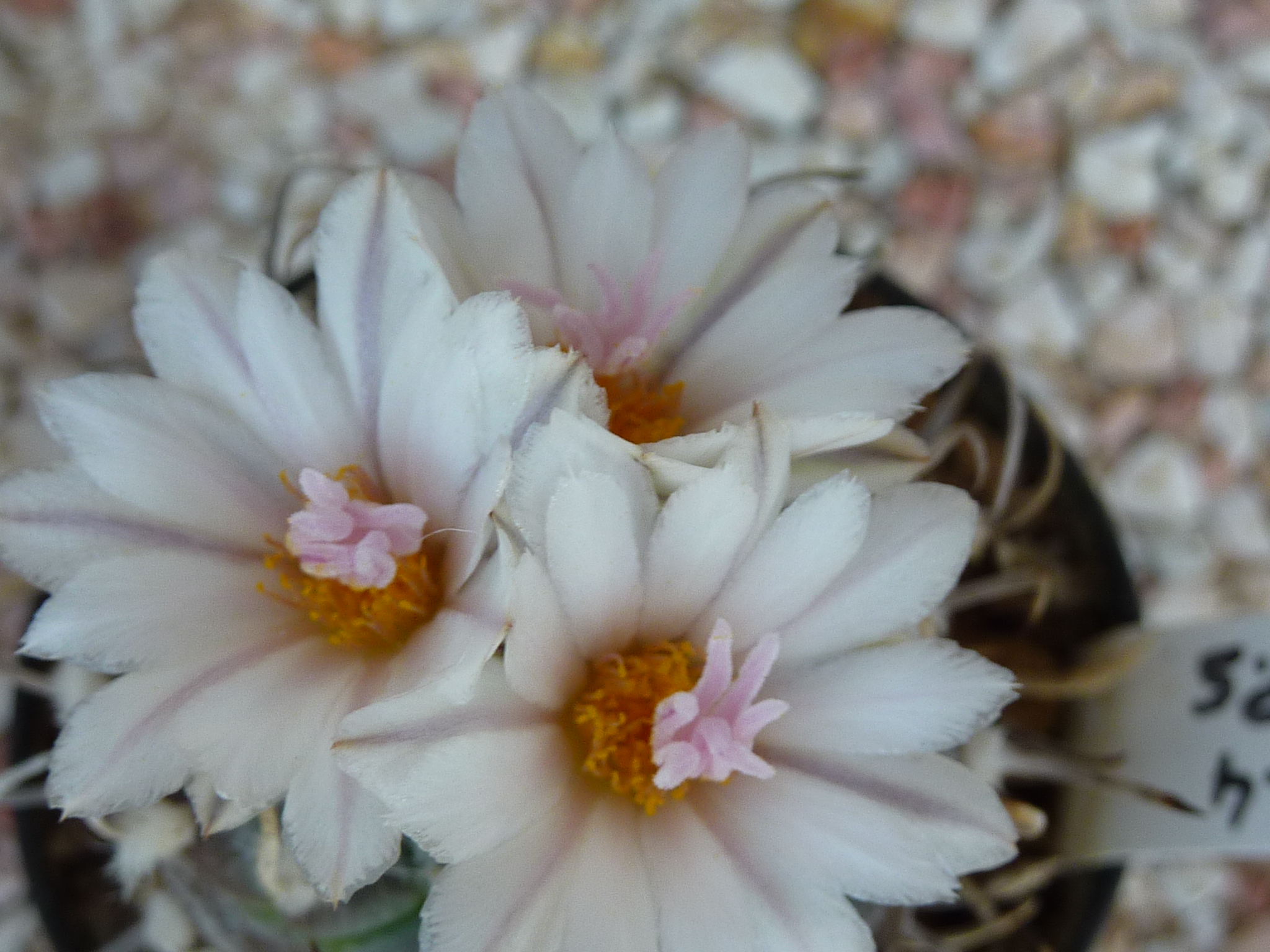 Turbinicarpus Schmiedickeanus v polaskii - Le petit blog de Mamina