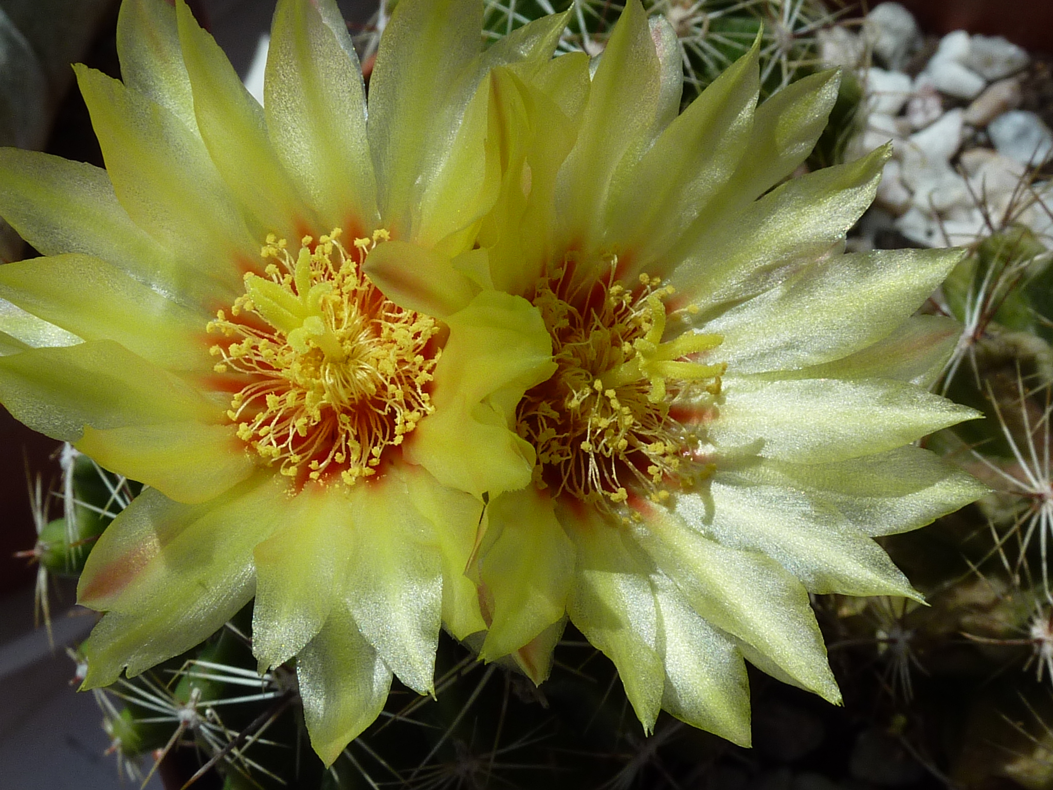 Ferocactus setispinus - Le petit blog de Mamina