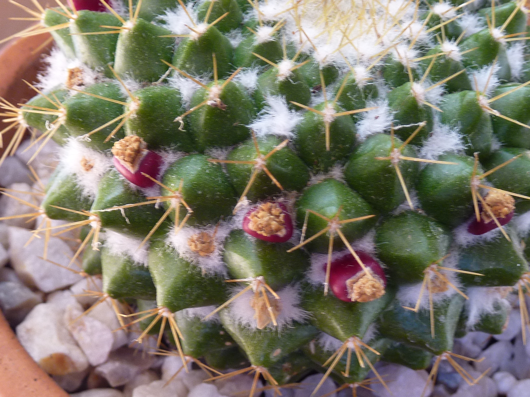 Mammillaria marksiana - Le petit blog de Mamina